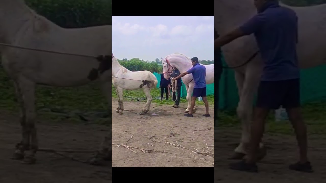 Beast 68 inch Stallion #shorts #horse #breeding #horsevideo #horselover #horses #2022 #youtubeshorts