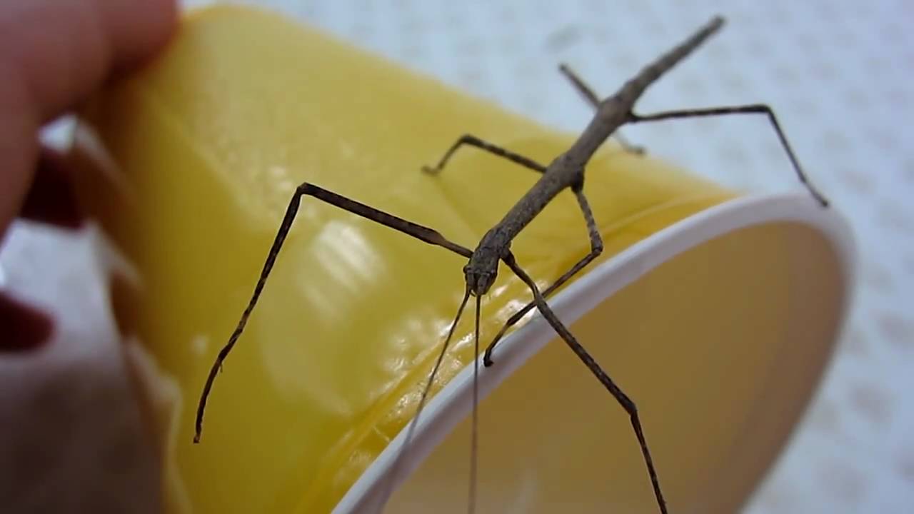 Local Wildlife - Phasmatodea 