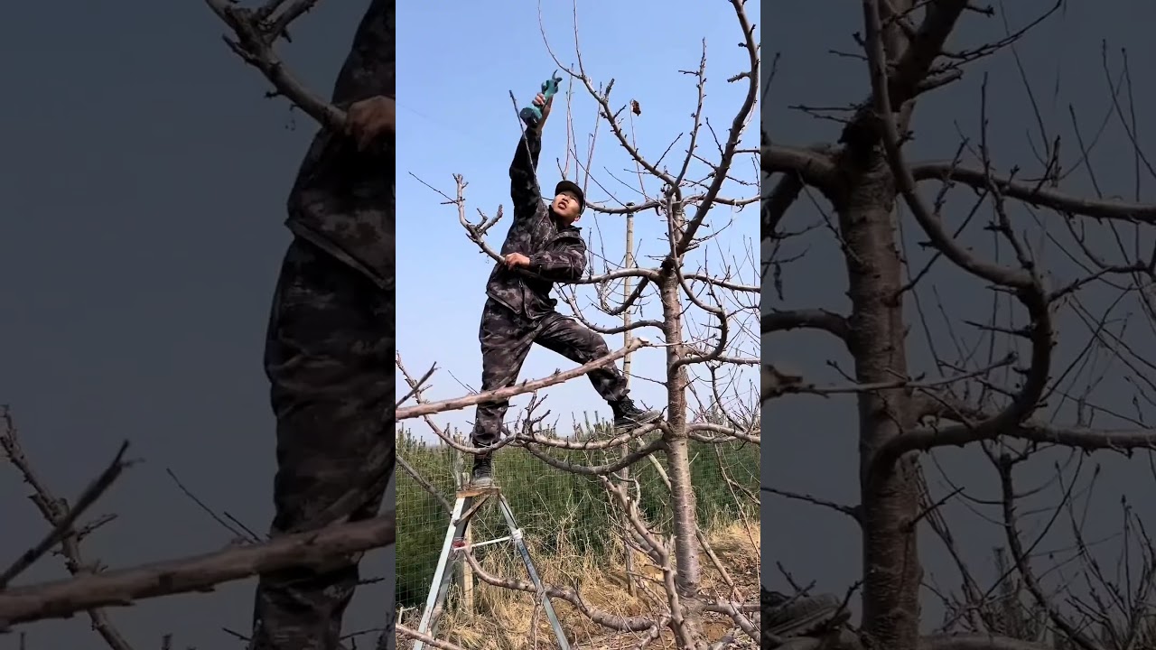 Amazing Satisfying Farming Videos Tree Pruning #Farming #Satisfying #Amazing