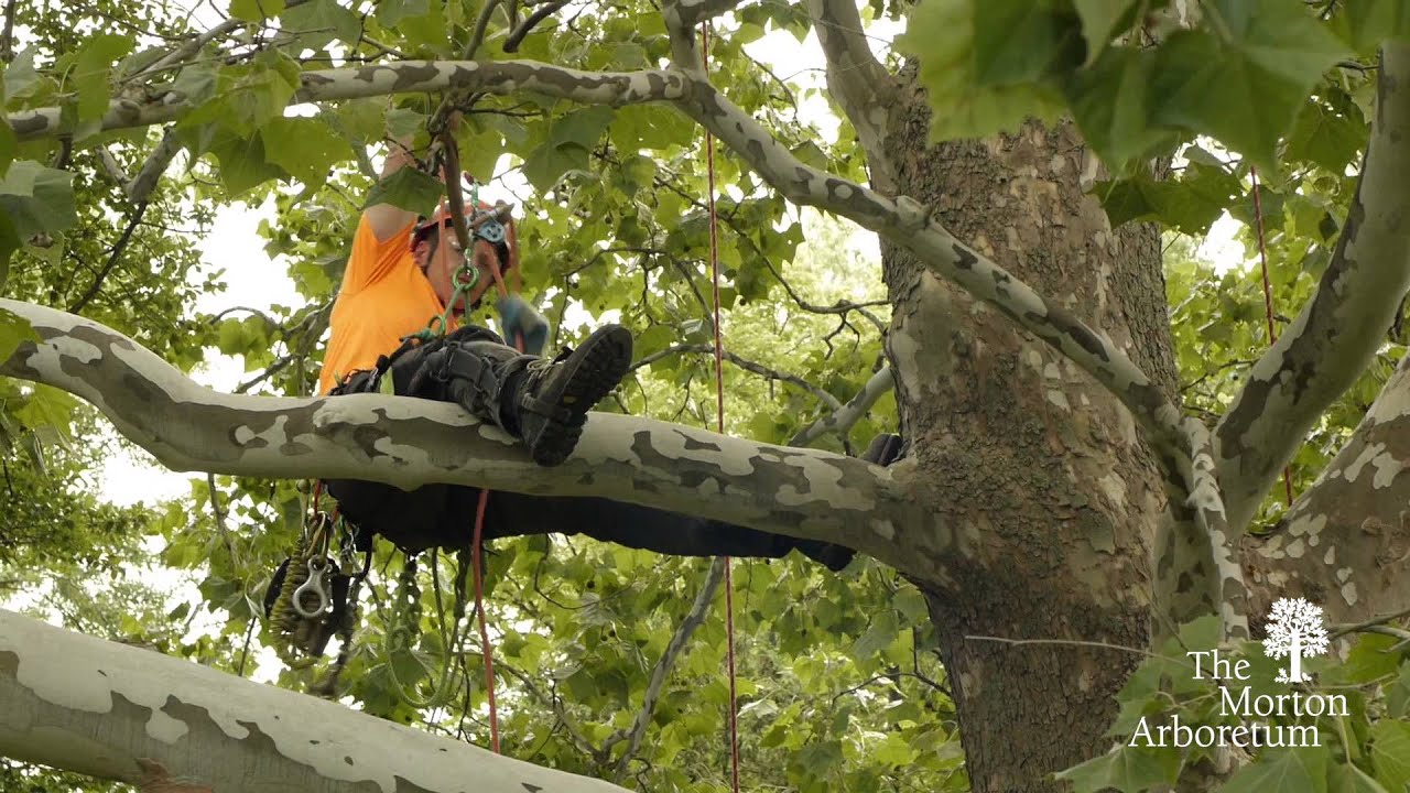 A Day in the Life of an Arborist