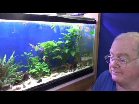 Pellet Food From Brine Shrimp Direct - Any Good?