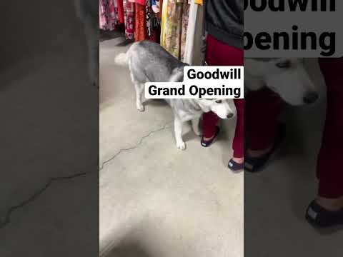 Go to a Goodwill Grand Opening with me in Hollywood, CA #reseller #goodwill #thrifting