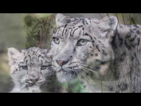 What is the apex predator of the coniferous forest?