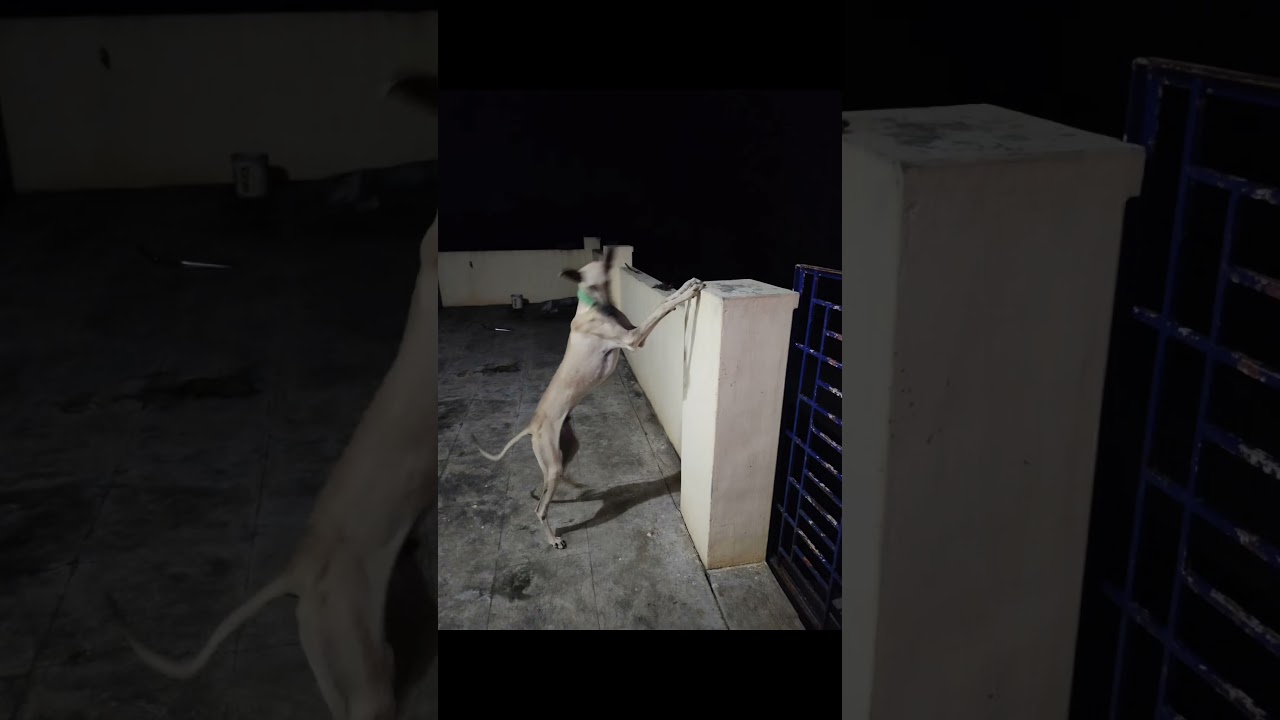 vettai naai | 7 month male puppy | chippiparaidog | kanni dog | kombai | indian breed | native dog