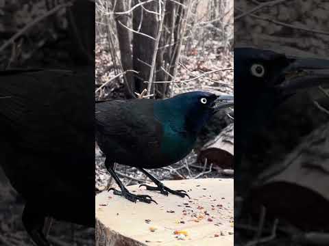 Common Grackles #birdingparadise #birds #wildlife