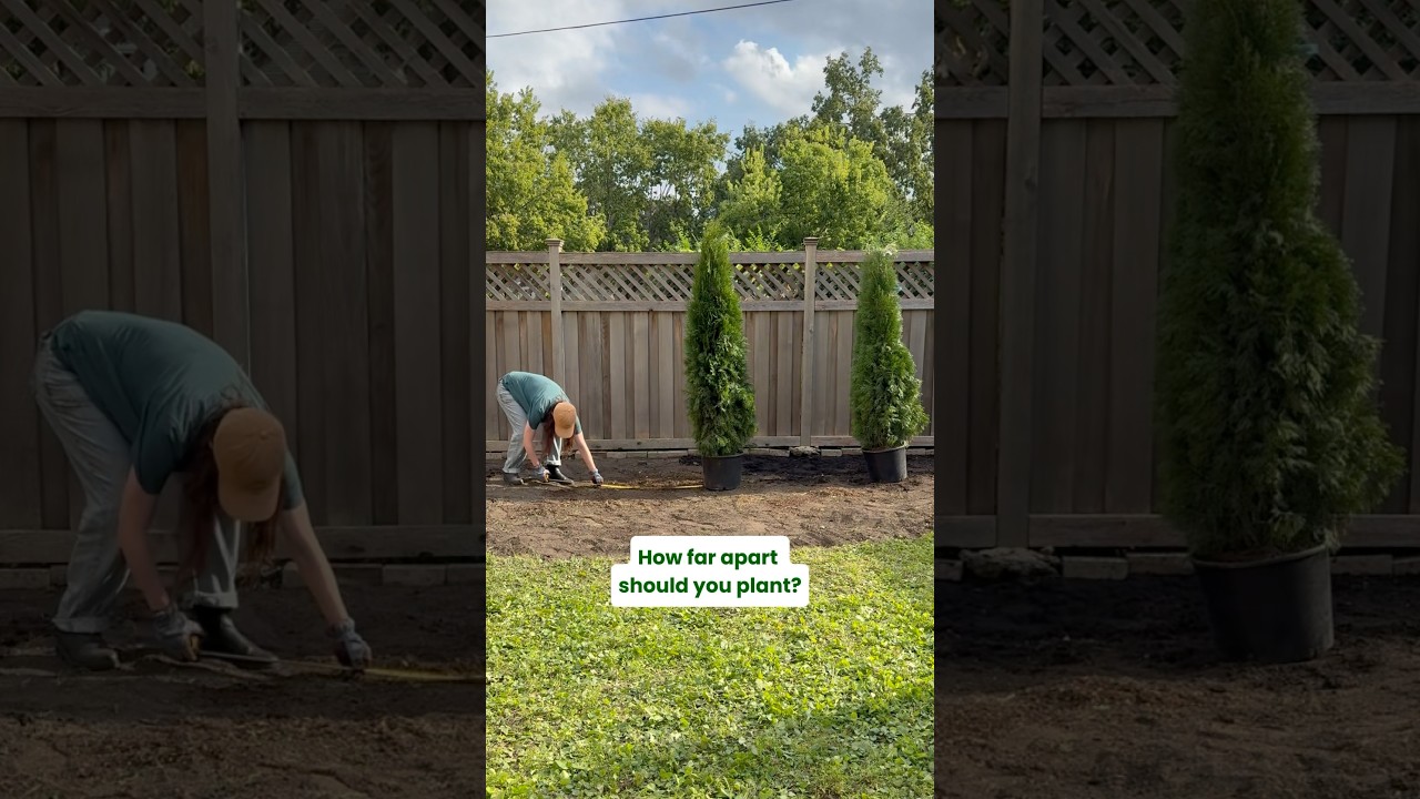Spacing for Emerald Green Arborvitae #privacytrees #arborvitae #plantingtrees