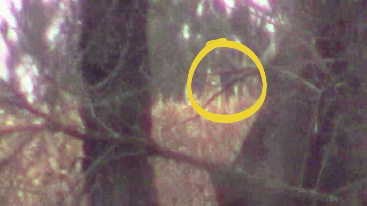 Was It Bigfoot Pareidolia Or Something Else