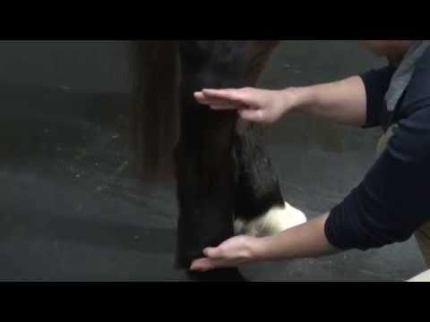 Anatomy of the Hind Limb