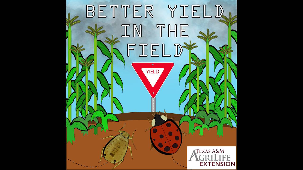 Episode 1: Sugarcane aphid update & Introduction