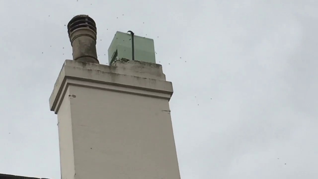 Beegone - Live Removal of Bees from Chimney