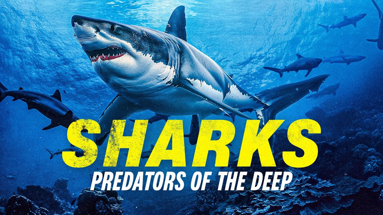 Monster or Majestic | SHARKS: PREDATOR OF THE DEEP | Full Nature Wildlife Documentary