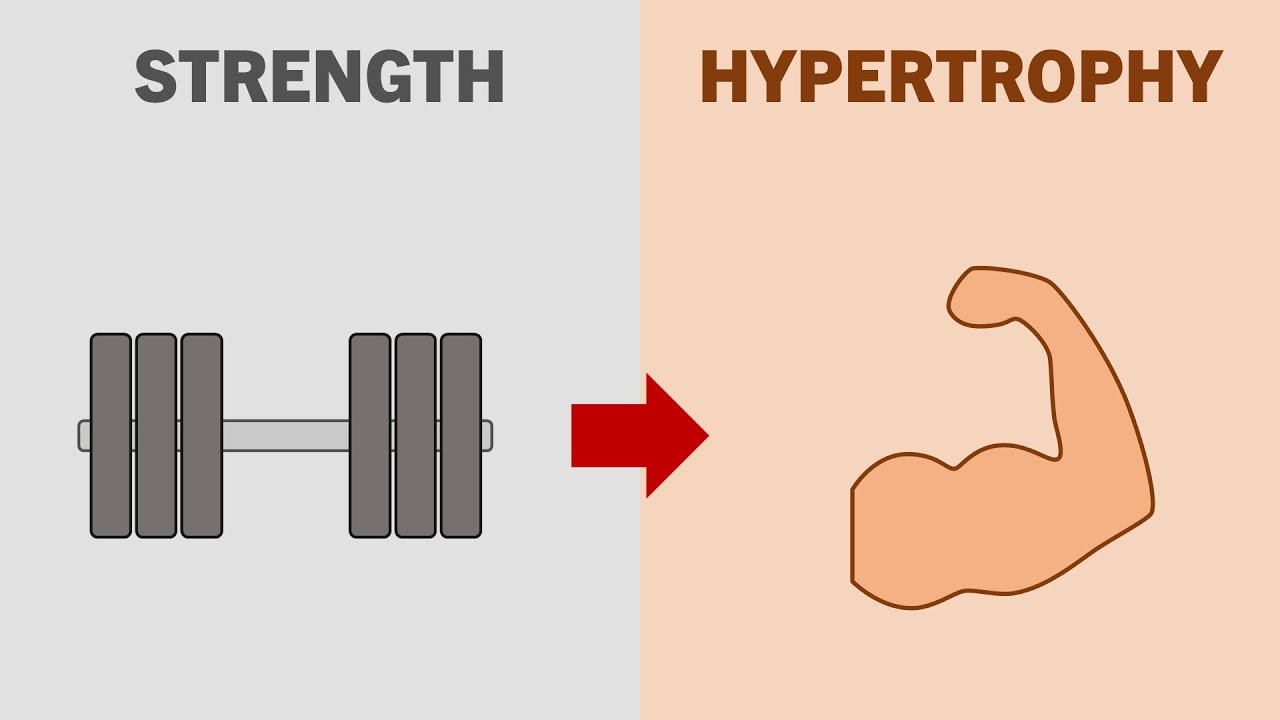 Does Strength Training Enhance Muscle Hypertrophy? | Galaxy.ai