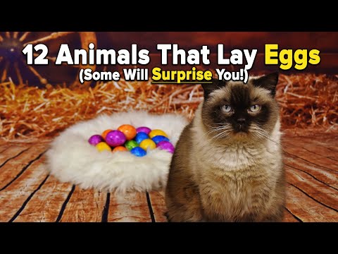 12 Animals That Lay Eggs (Some Will Surprise You!)