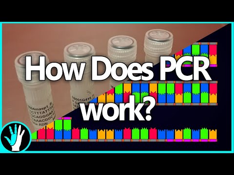 Everything You Could Want To Know About PCR