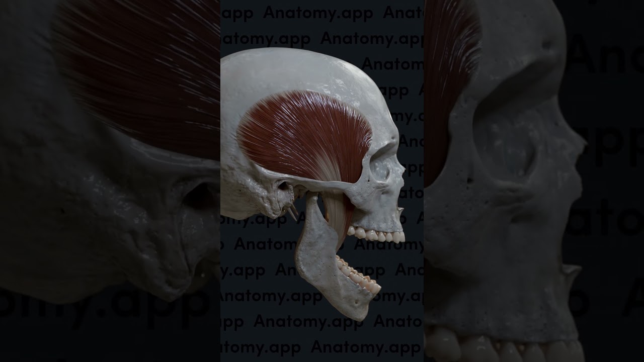 Action of temporalis and masseter: elevation of the mandible