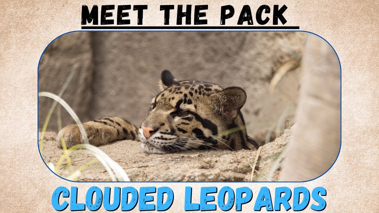 Meet the pack: Clouded leopards