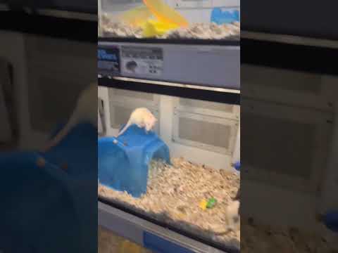 petco mouses and rats buy in store #rats #mouses #petco