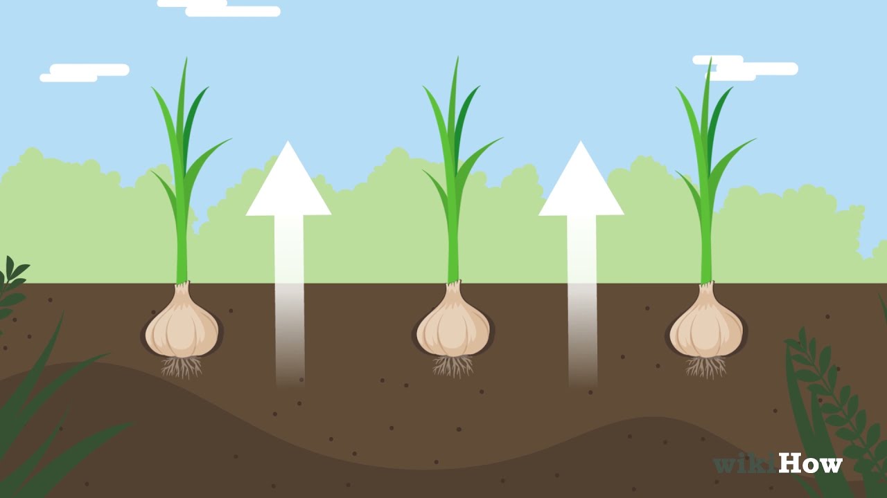 Comment Cultiver De L’Ail