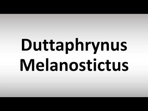 How to Pronounce Duttaphrynus Melanostictus