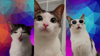 1 Hour Crunchycat Luna Crunchycat Watch HD Mp4 Video Download Free