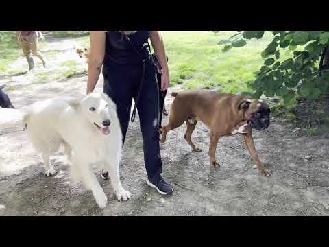 Grands - 14/06/25 - Pension pour chiens