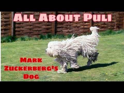 All About Puli DoG BreeD.