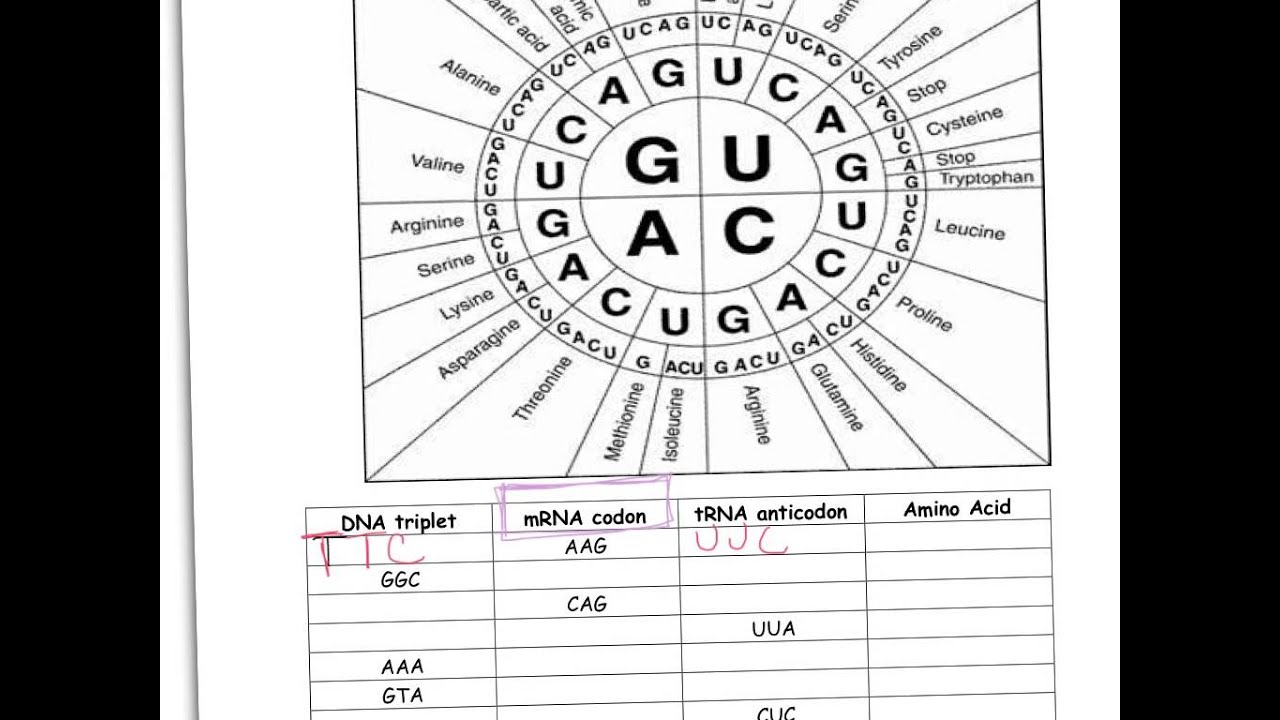 codon worksheet