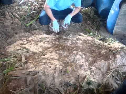 PEMBUATAN BURGER FEED: SEBAGAI PAKAN ALTERNATIF UNTUK TERNAK SAPI DAN ...