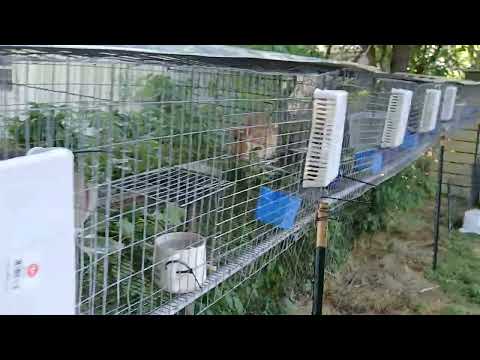 RAISING TAMUK RABBITS FOR SURVIVAL