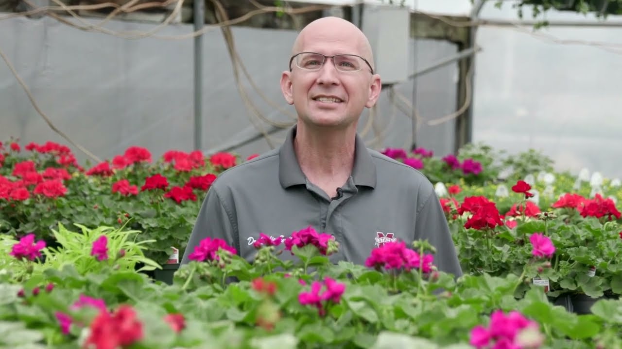 Calliope Geraniums, April 2023
