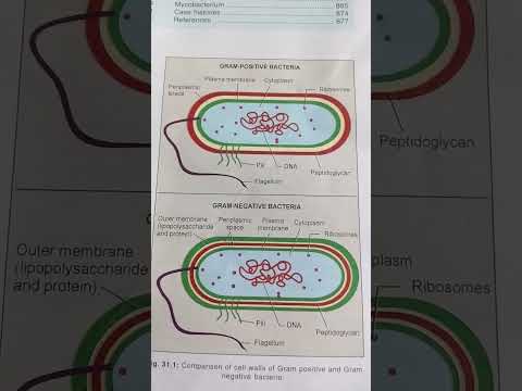 cell wall of gram positive and gram negative bacteria