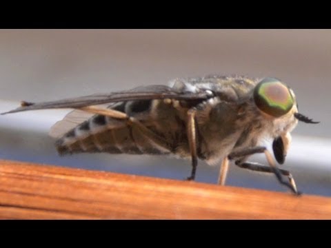Horse-Fly