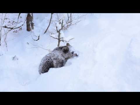 Juvenile European brown bear cub (Ursus arctos arctos) walking in deep snow in winter, Germany
