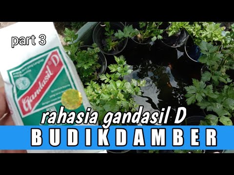 RAHASIA PUPUK GANDASIL D UNTUK TANAMAN SAYURAN TUMBUH SUBUR ,HIJAU DI BUDIKDAMBER#way channel