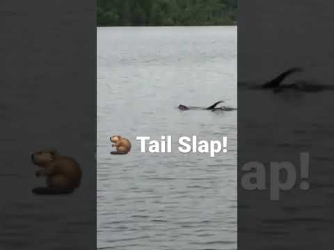 🦫 LOUD SLAP! MAD Beaver Tail Slap on the water 😂🤣😂 #shorts #animals #beaver