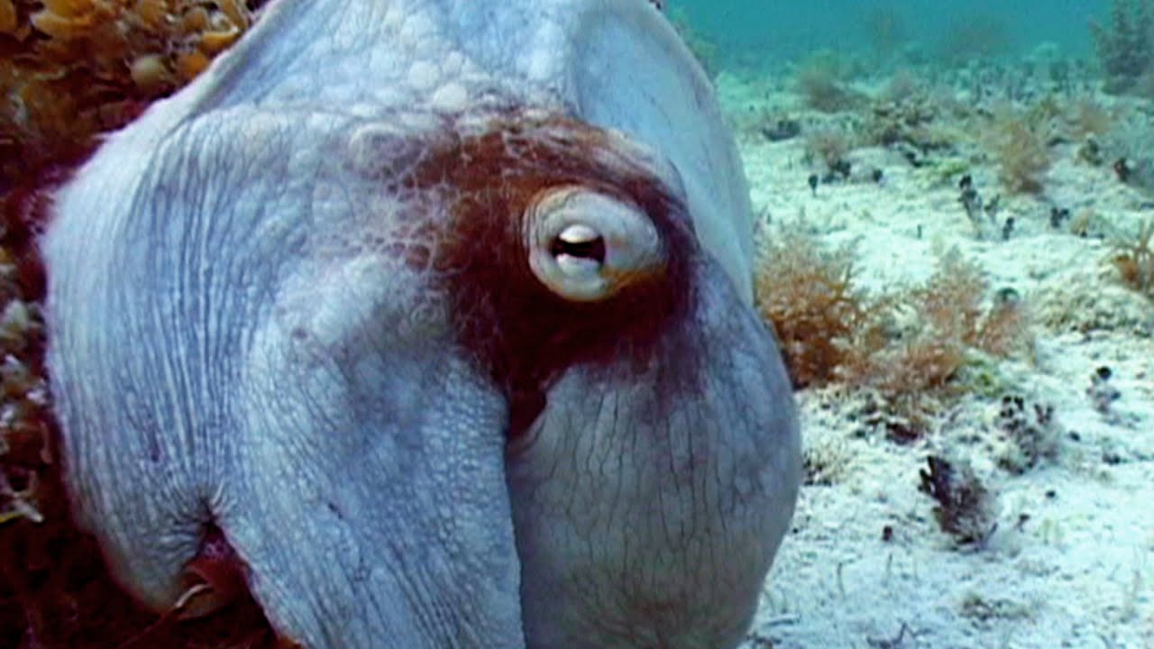 Masters of Disguise | Cephalopod Camouflage