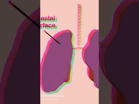 SIMPLIFIED LUNG ANATOMY||Radiology