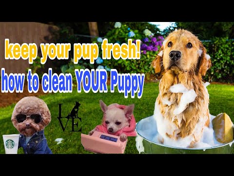 keep your pup fresh!! how to clean your puppy #puppy #baby #toys #video ...