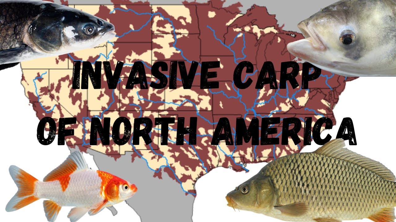 The Invasive Carp Species of North America (and why they're a problem): An Identification guide