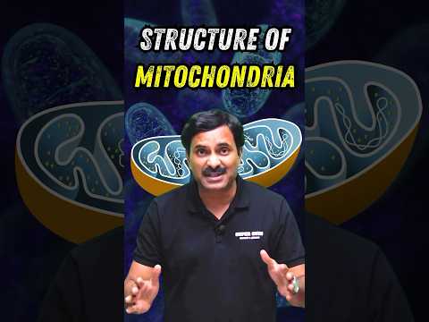 Structure of Mitochondria #biology #neetbiology #neet2024 #foryou