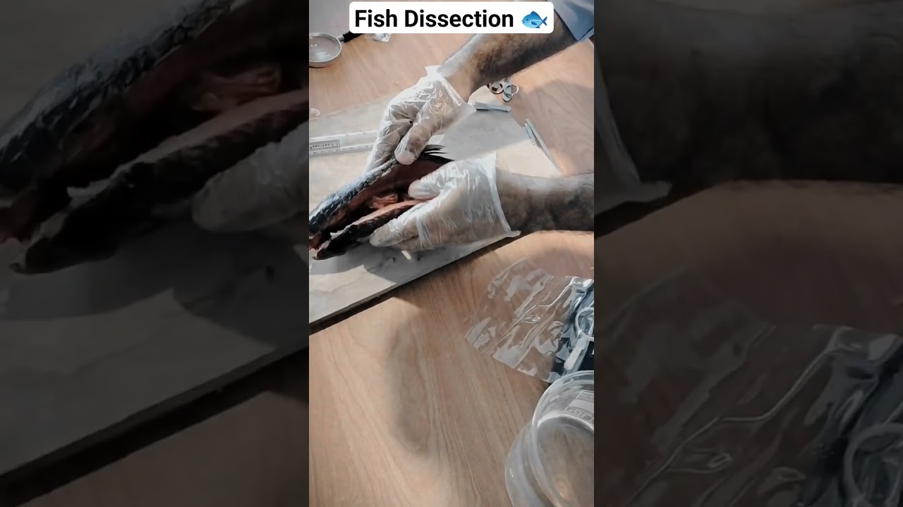 Dissection of Fish 🐠🐟 #study #zoologylectures