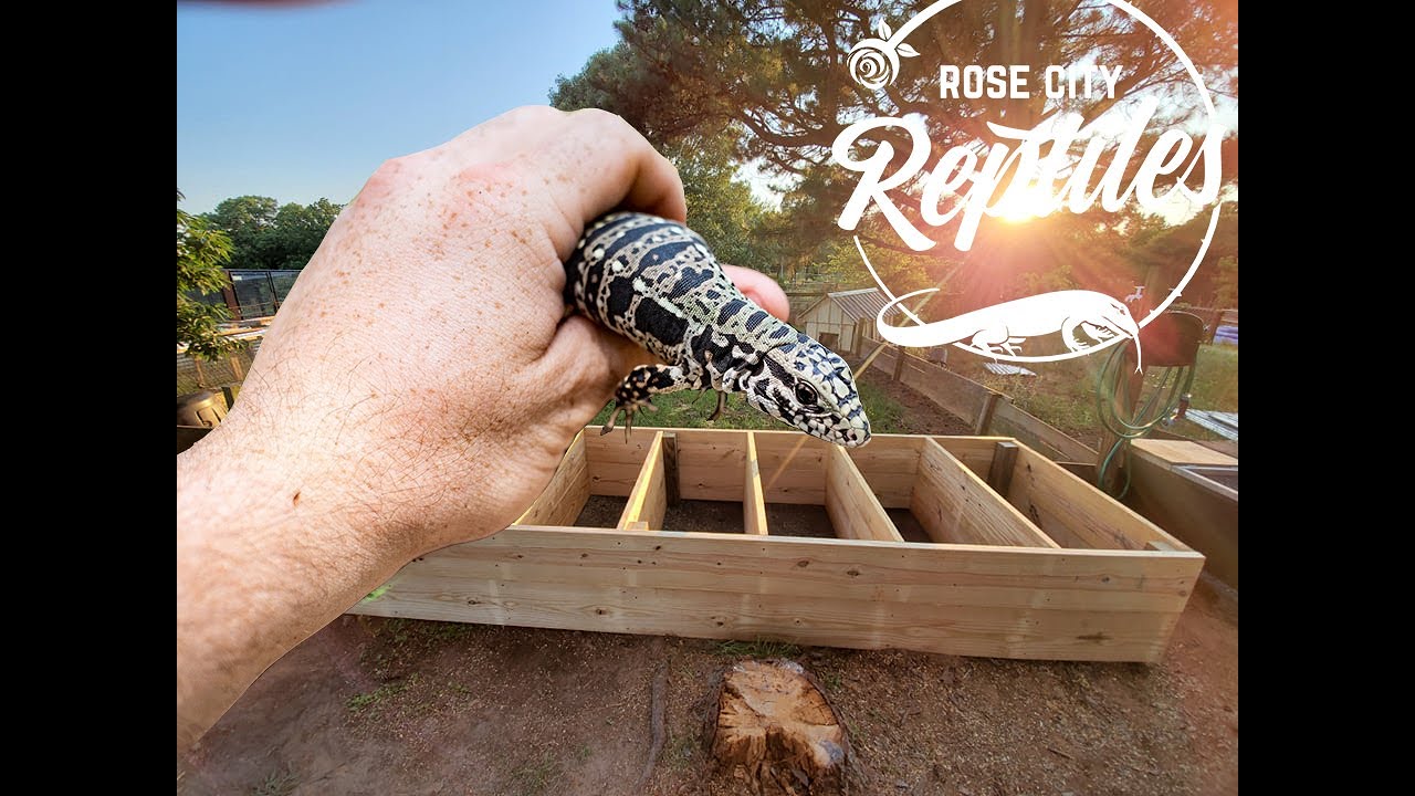 the BABY TEGU PARADISE you can build in a day - HOW TO BUILD