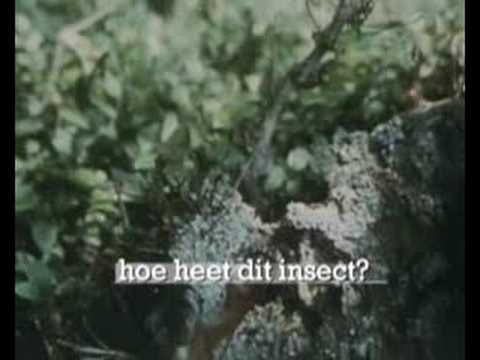 quiz question - hoe heet dit insect?