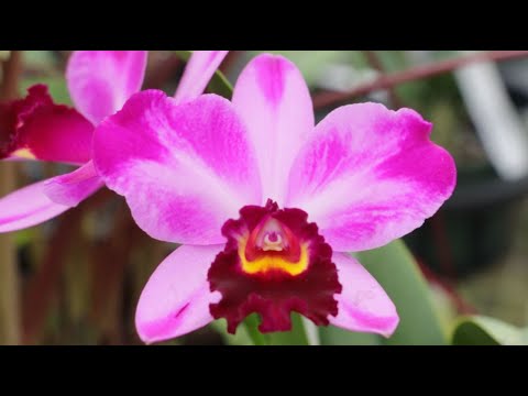 Another Return to Sundance Orchids