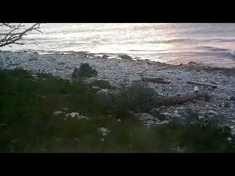 SealCam 2025-06-23 Gull with young ones, large group of geese enter the water, Eagle on the beach