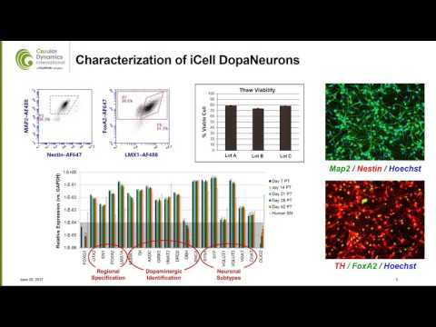 Human iPSC-derived Midbrain Dopaminergic Neurons for Parkinson’s Disease Modeling and Cell Therapy