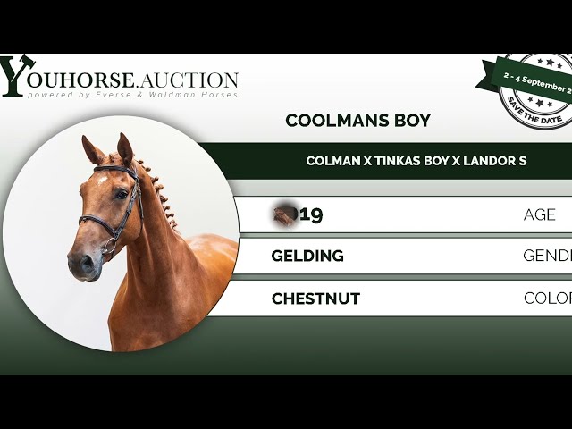 Youhorse.auction | Coolman's Boy