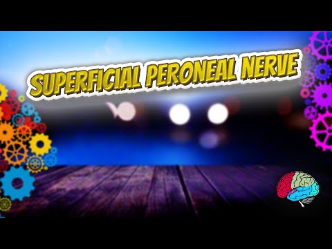 SUPERFICIAL PERONEAL NERVE - Know It ALL ๐โ