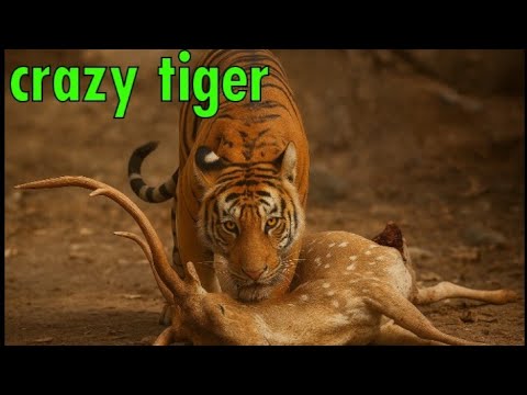 I attack on so many animals in tiger game 🤣
