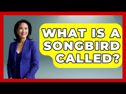 What Is A Songbird Called? - Bird Watching Diaries